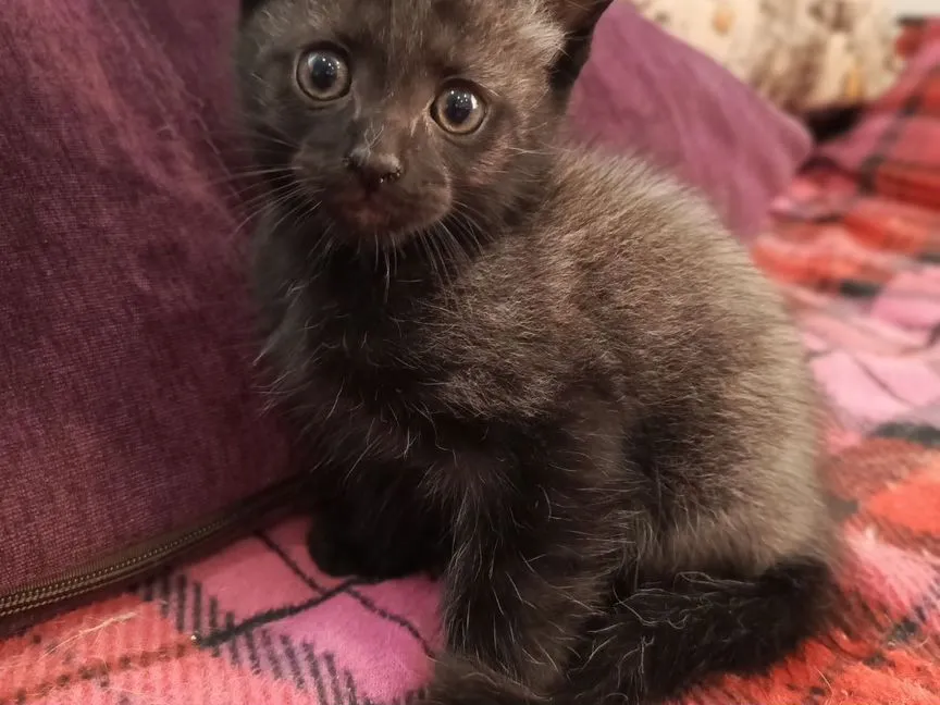 Котята