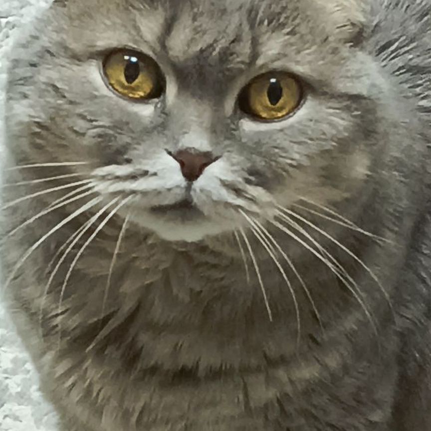 Кошка. Вислоухая