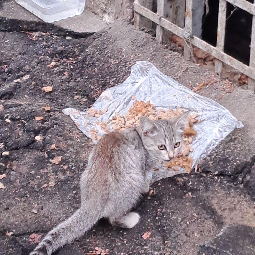 Котенок в беде