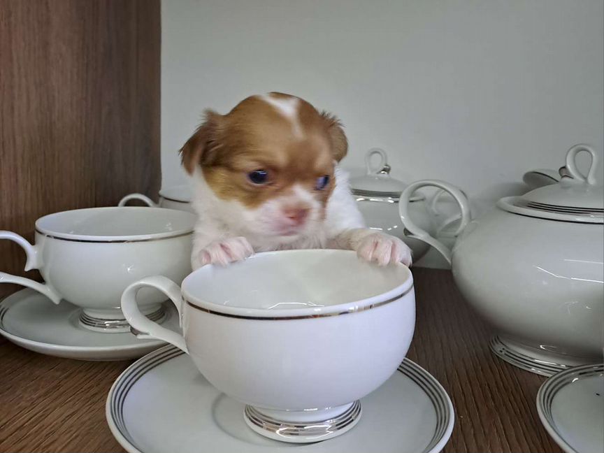 Щенки чихуахуа длинношерстные