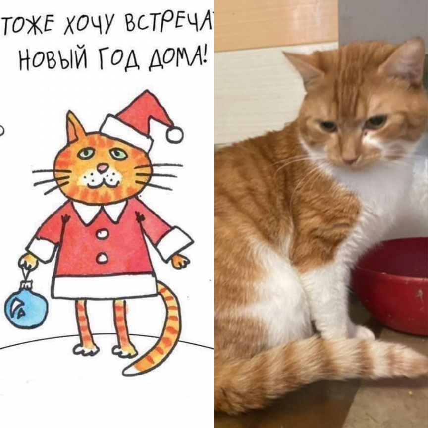 Рыжий кот