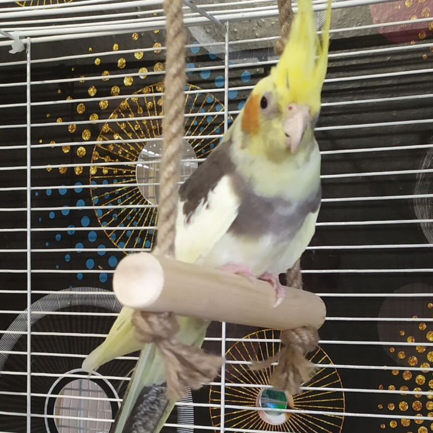 Попугай корелла с клеткой