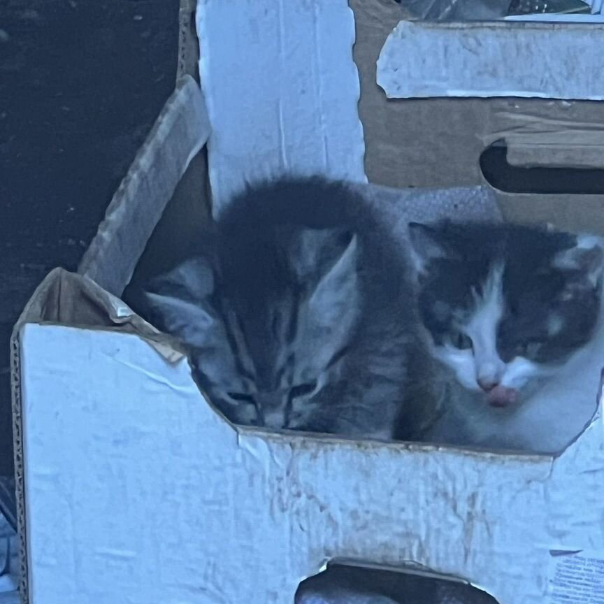 Котята в добрые руки