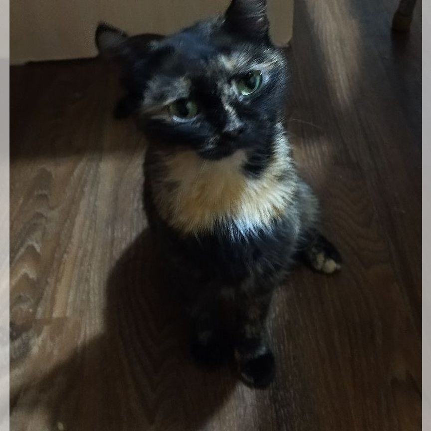 Отдаем бесплатно ласковую кошку с лотком и кормом