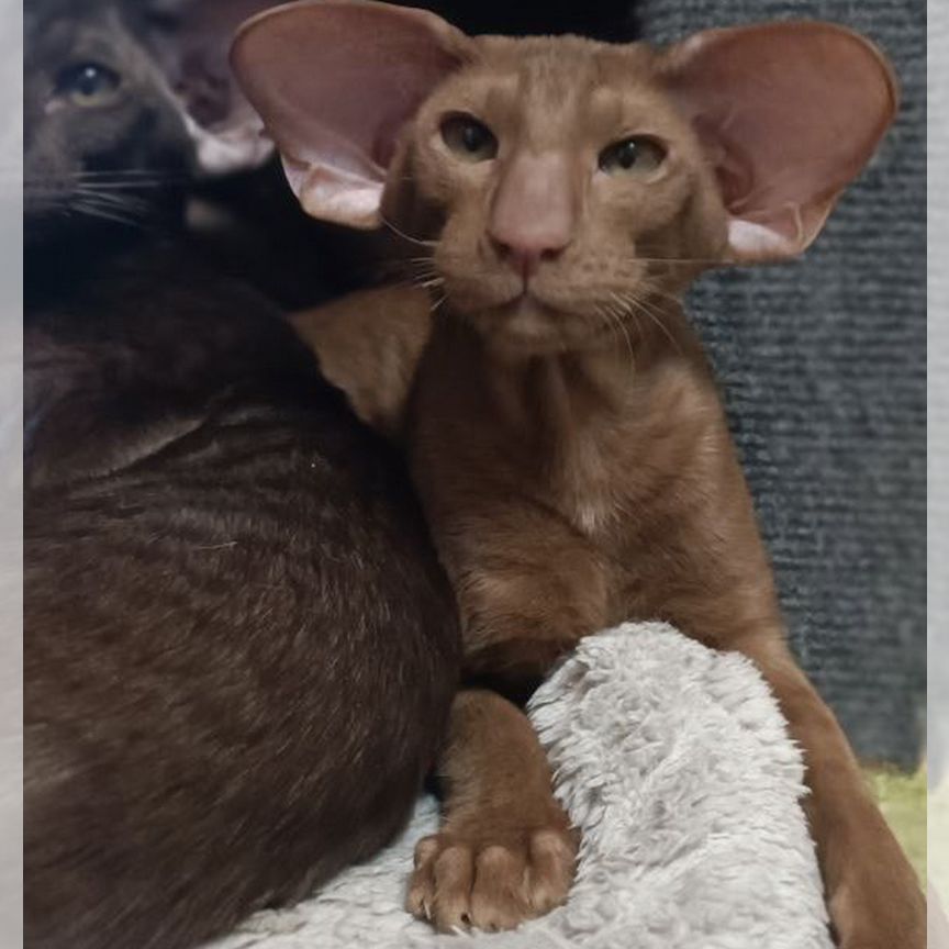 Ориентальный котёнок