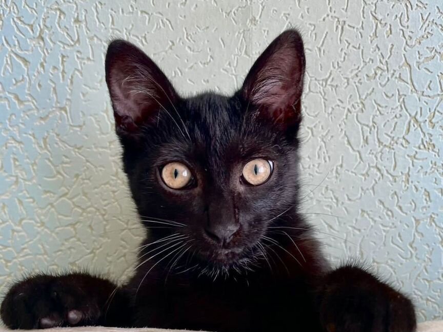 Отдадим в добрые руки бесплатно