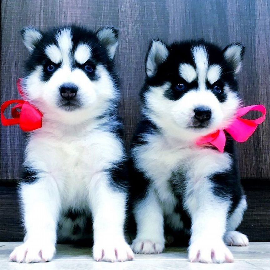 Хаски Щенки - Классика и Пухлявыши (есть выбор по