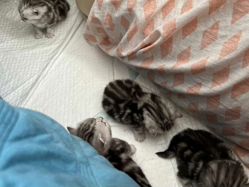 Открыто бронирование на мраморных малышей