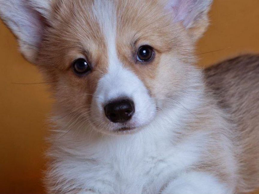 Щенки вельштерьера