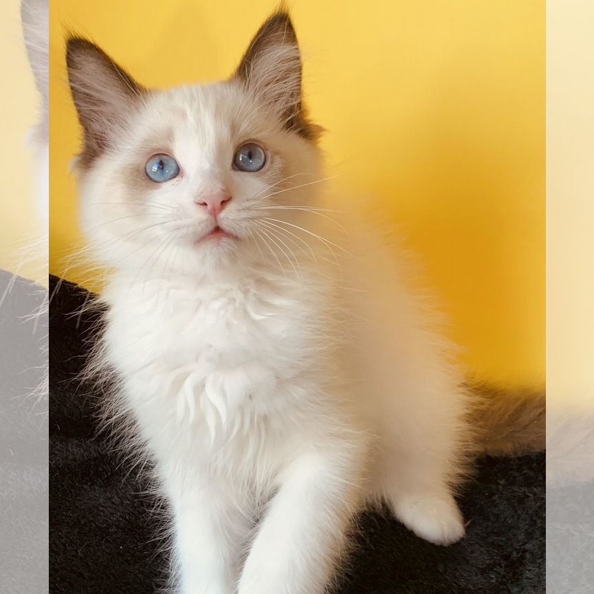 Клубный котенок рэгдолл