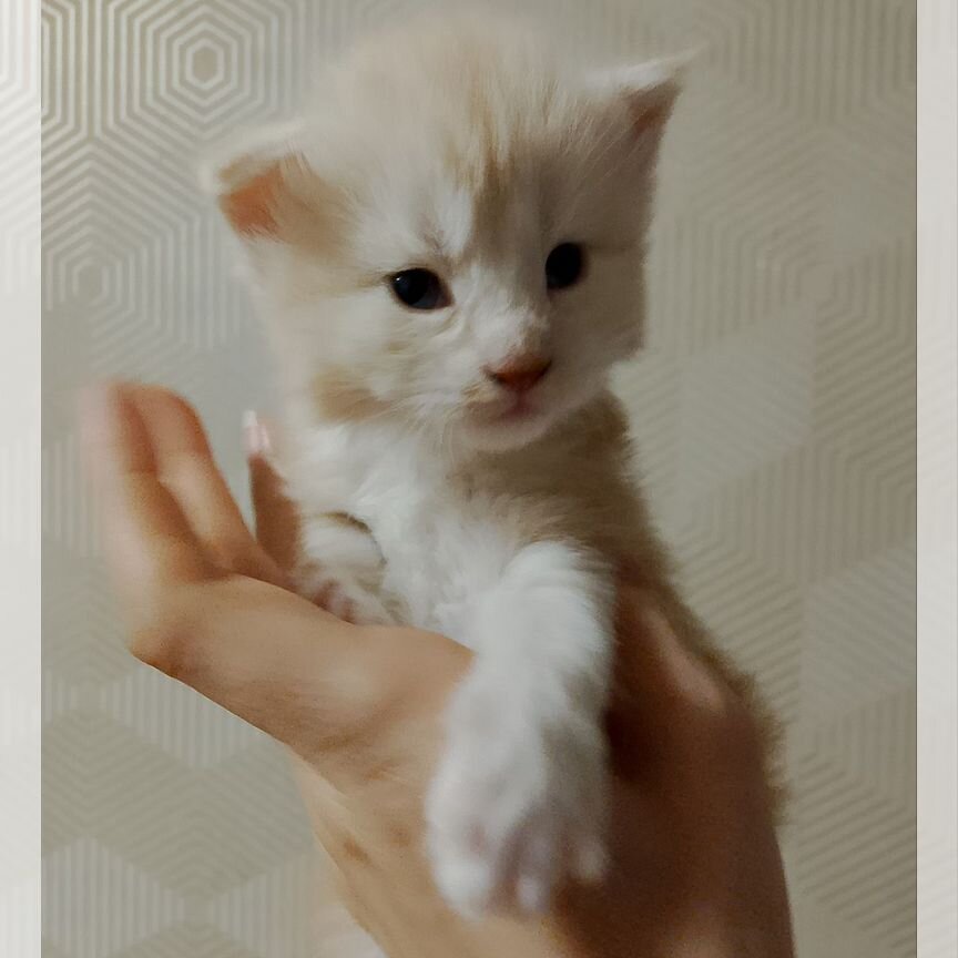 Котята мейн-кун