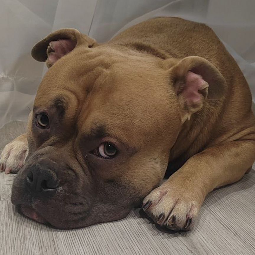 Американский булли, щенок