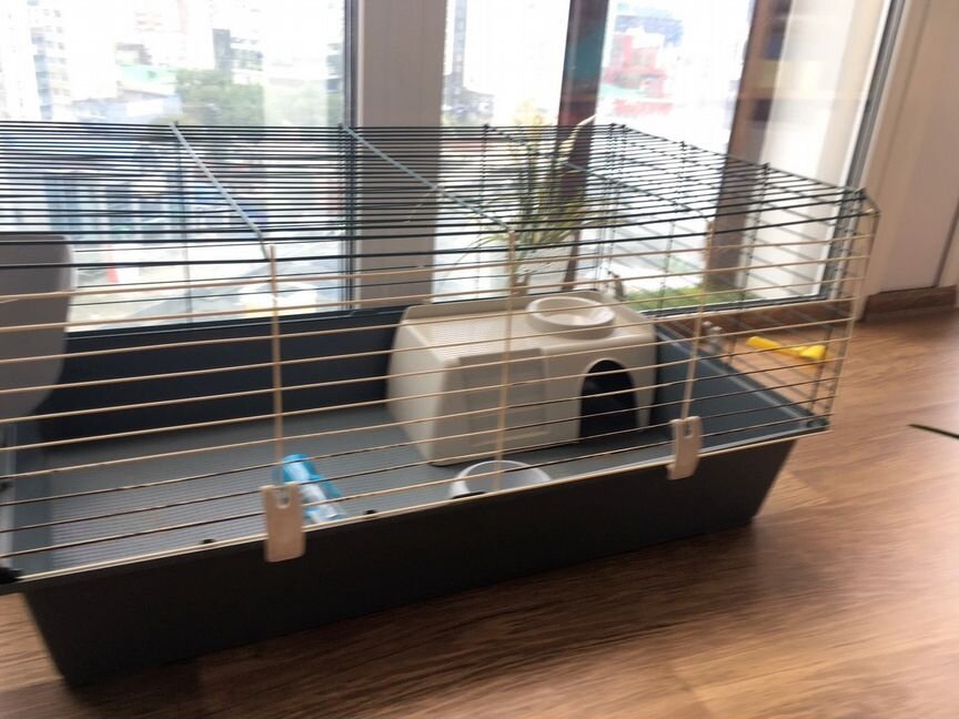 Клетка для морской свинки, морских свинок