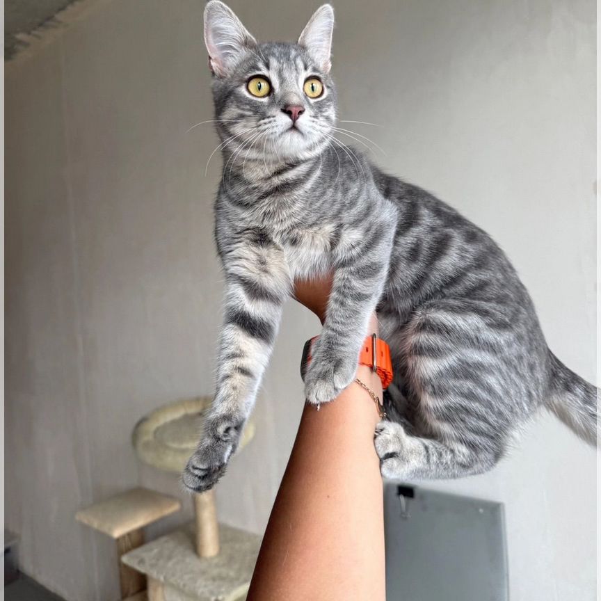 Потрясающий молодой котик