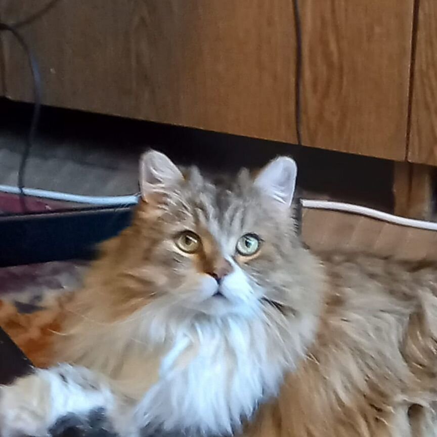 Сибирский кот