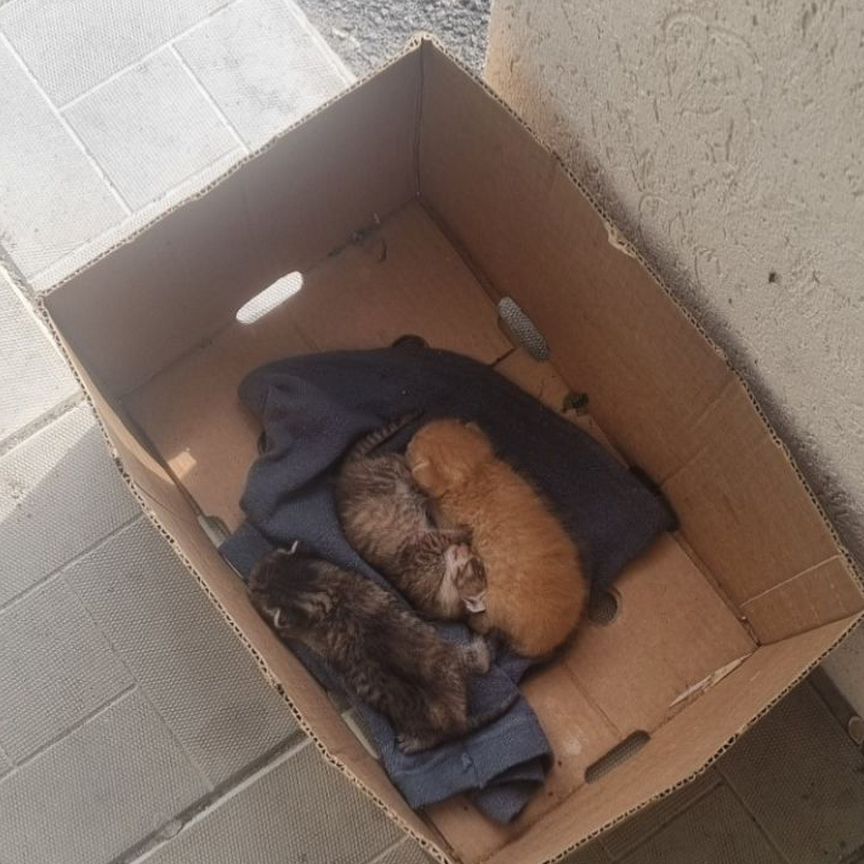 Котята в добрые руки