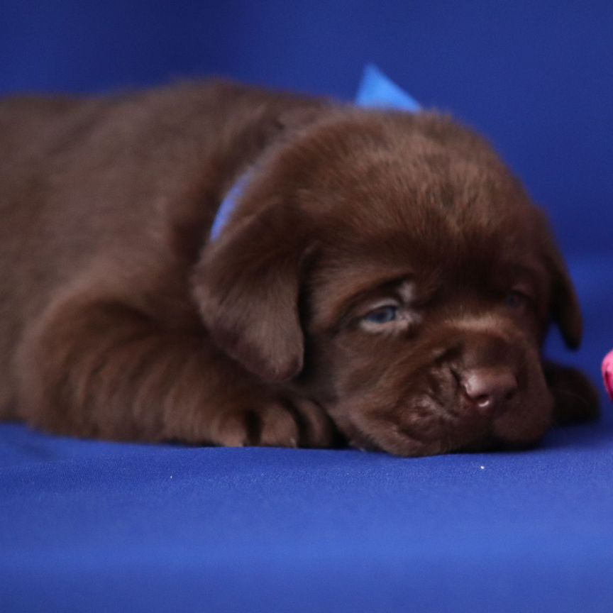 Лабрадор-ретривер, щенок