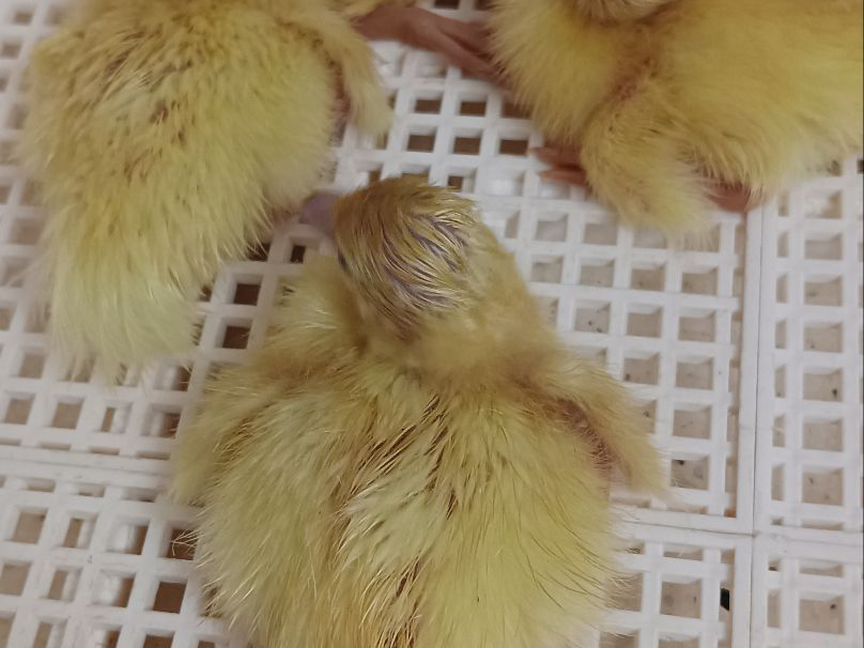 Индоутята суточные