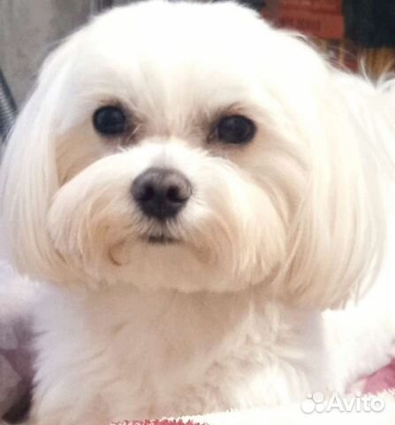 Мальтезе вязка