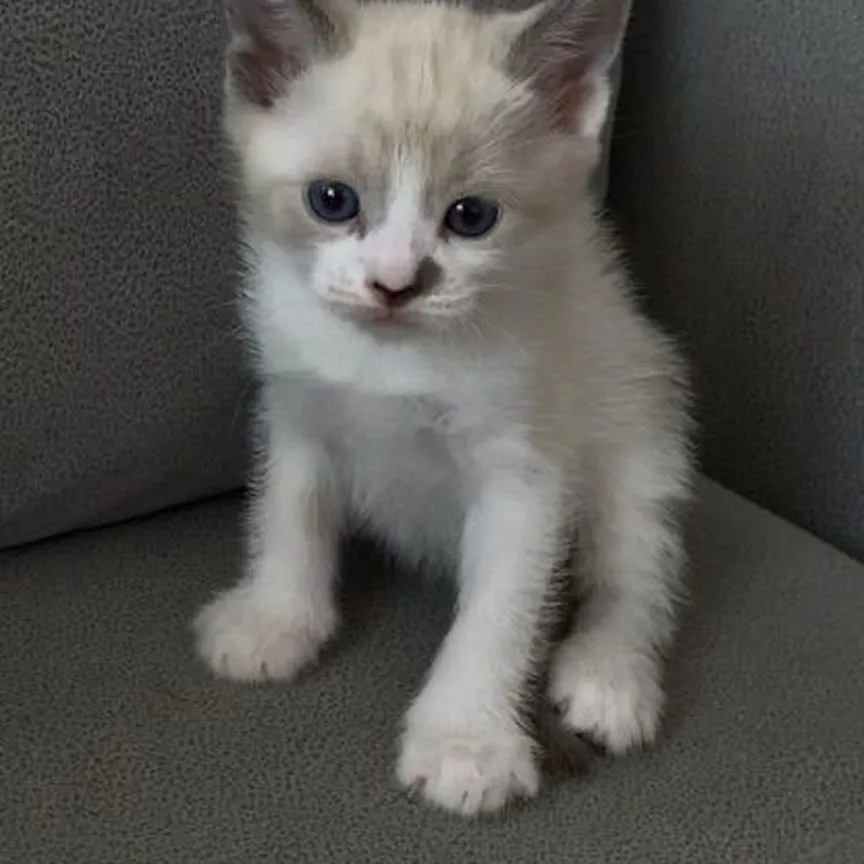 Котята сноу шу