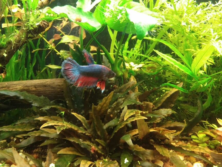 Рыбка Петушок халфмун