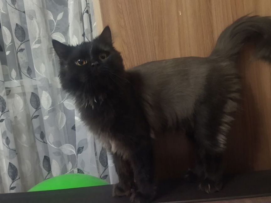 Отдам в хорошие руки кота