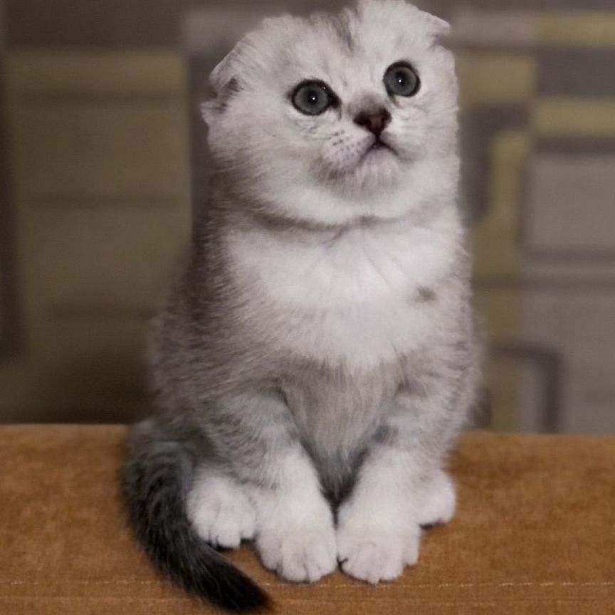 Шотландская серебристая шиншилла