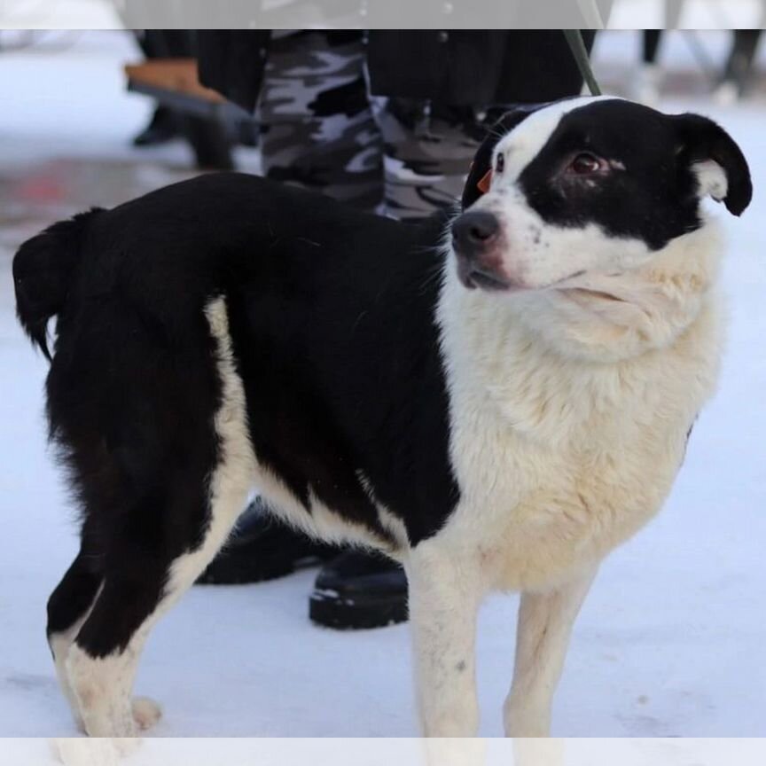 Собака Глория в хорошую семью бесплатно