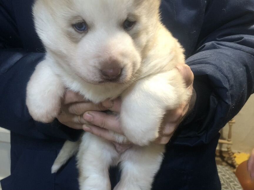 Сибирский хаски