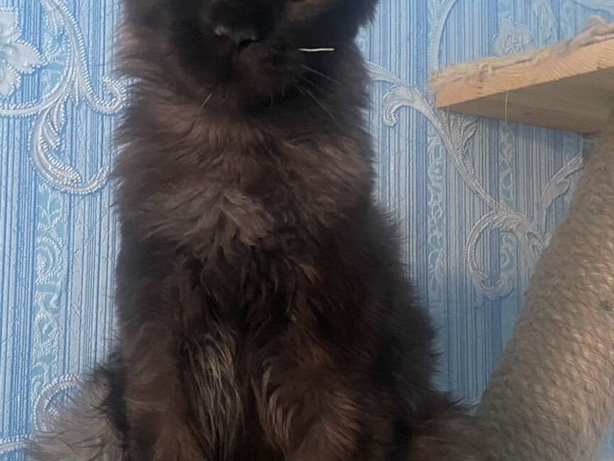 Котики Мейн-кун