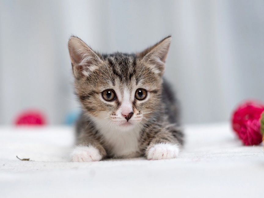 Кошки в добрые руки