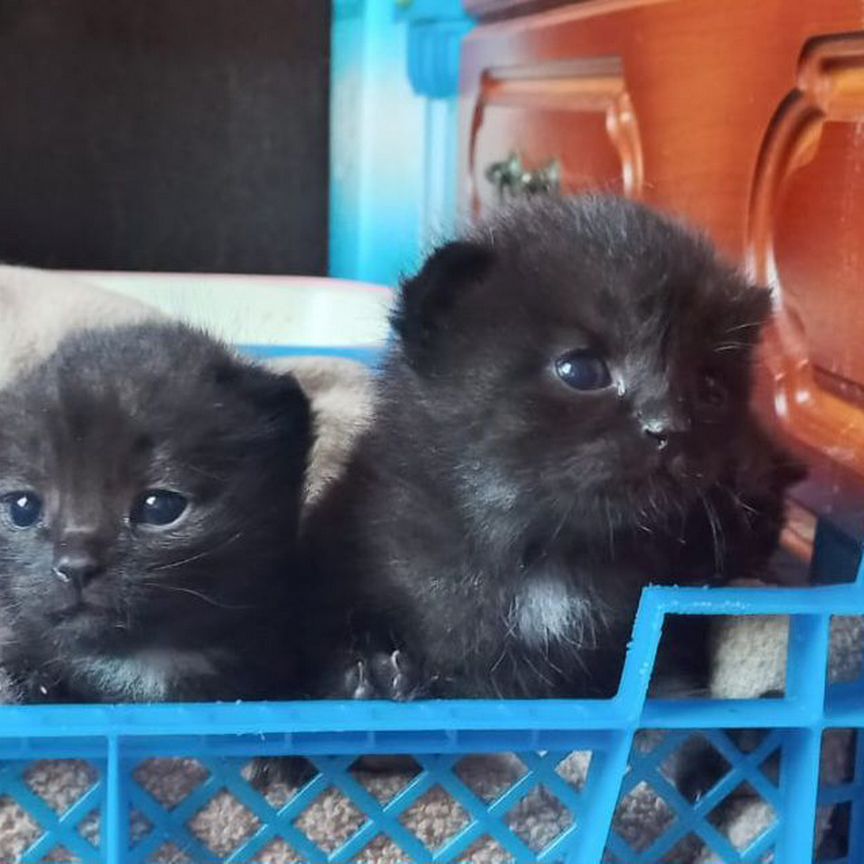 Котенок на удачу