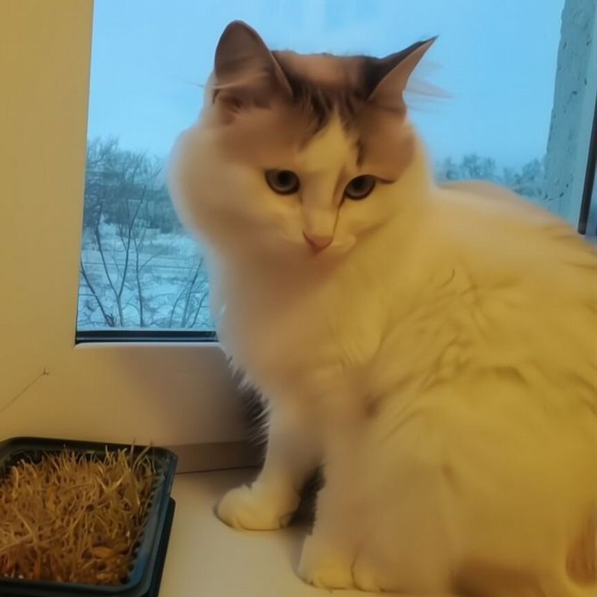 Взрослая, кошка в добрые руки