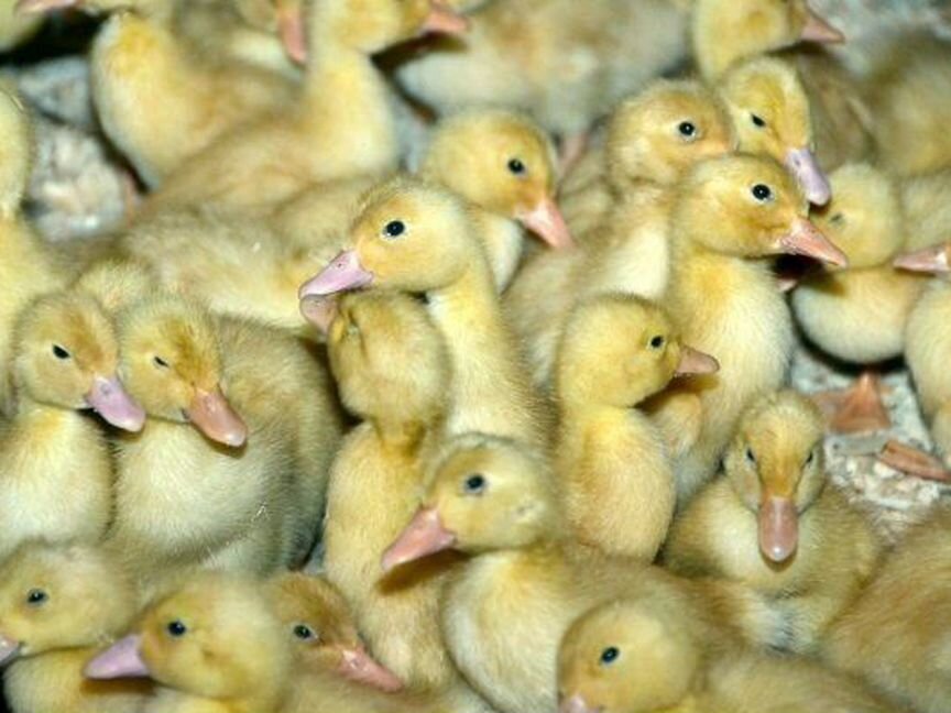 Утята агидель