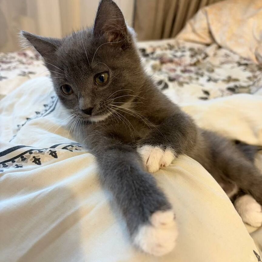 Котёнок в добрые руки