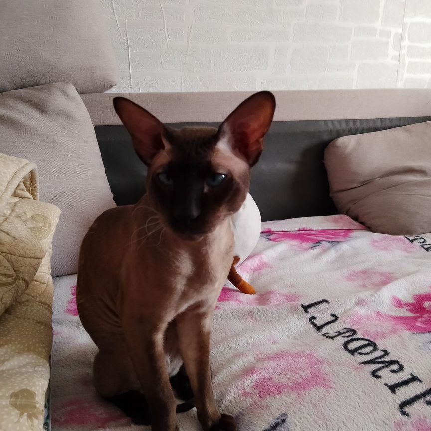 Кот ориентал на случку