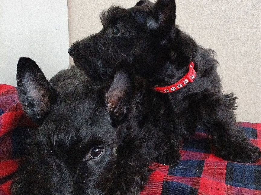 Щенки скотч терьера