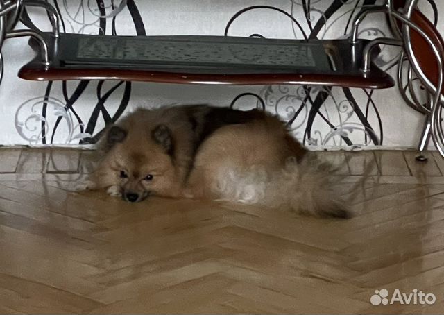 Маленькая собака шпиц