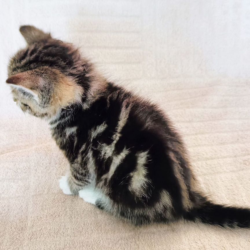 Котик