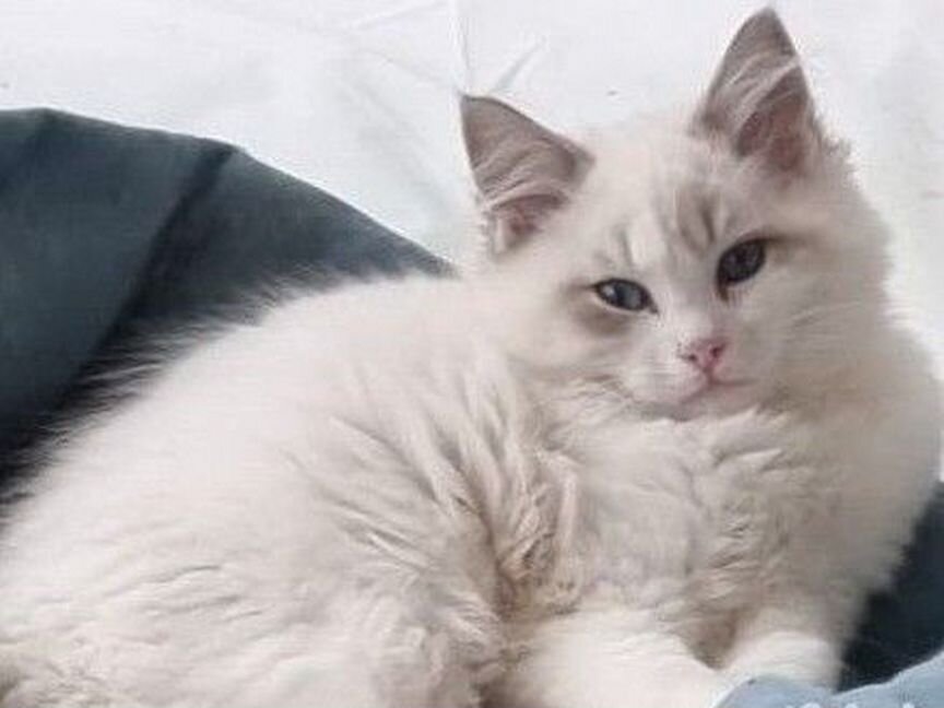 Котик породы Рэгдолл