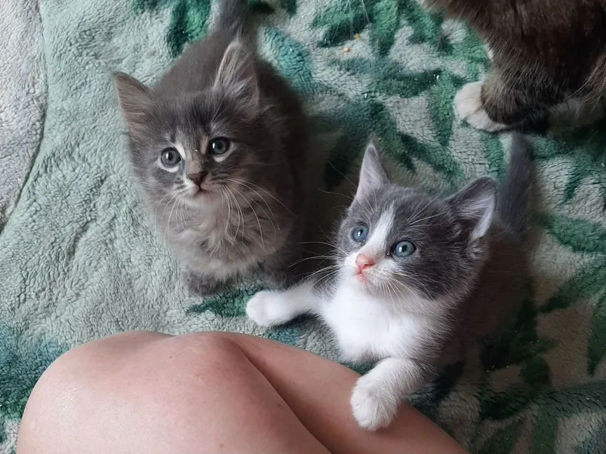 Котенок котик и кошечки 1,5мес - в добрые руки