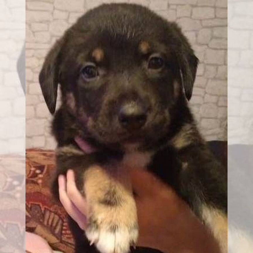 Щенки в добрые руки