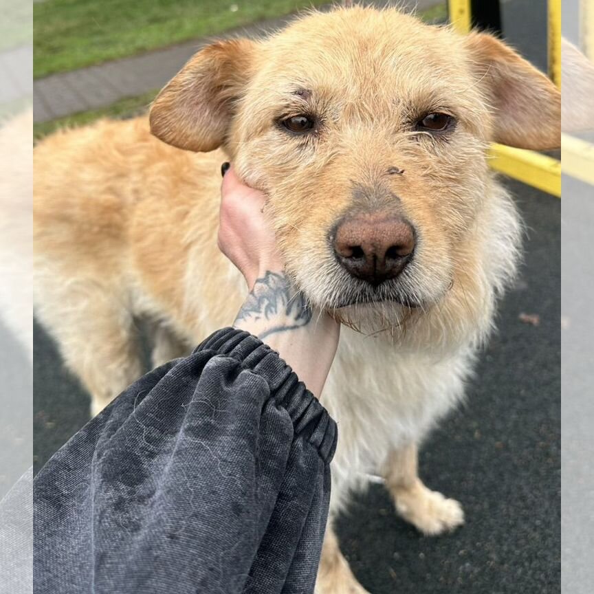 Австралийский терьер, взрослый пёс