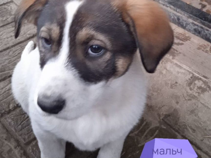 Собака в добрые руки щенок мальчик и девочка