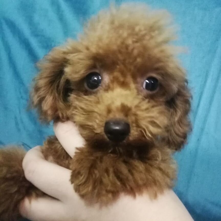 Той-пудель, щенок