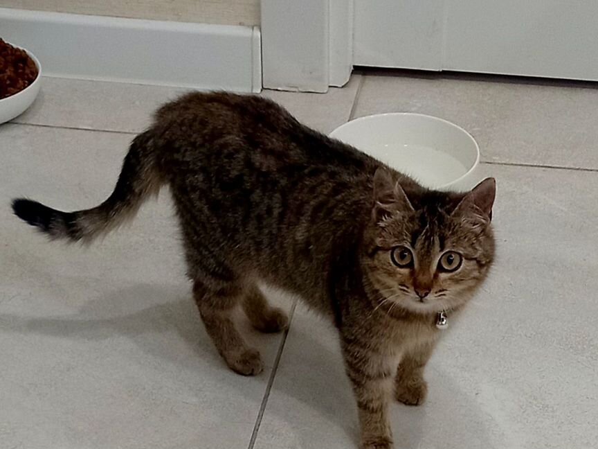 Кошка