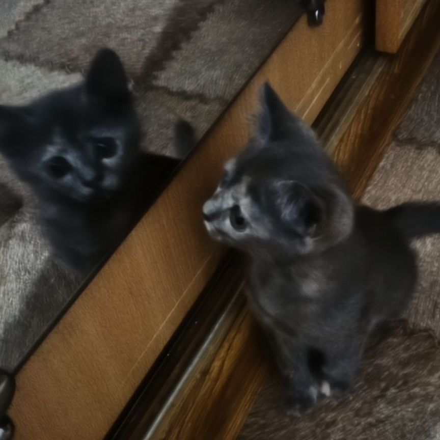 Британский короткошёрстный котёнок