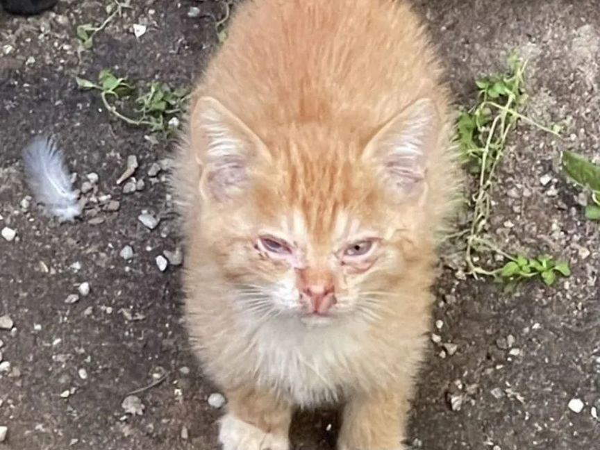 Пропадает котенок