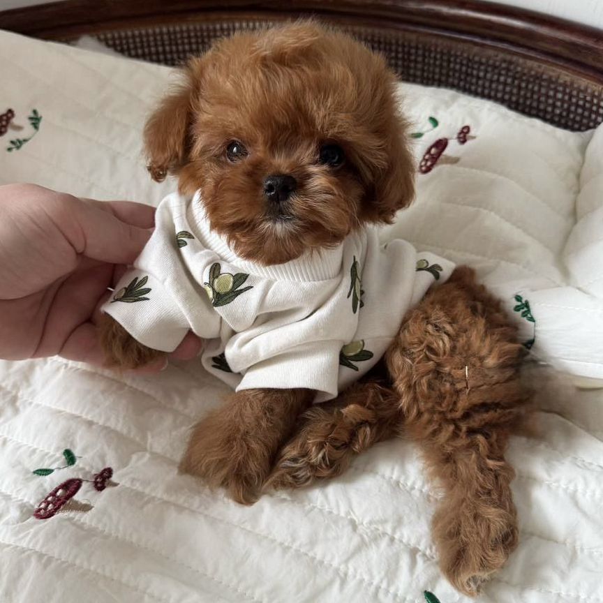 Мальтипу, щенок