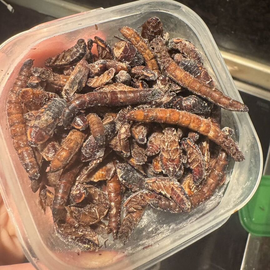 Зоофобас, туркменский таракан